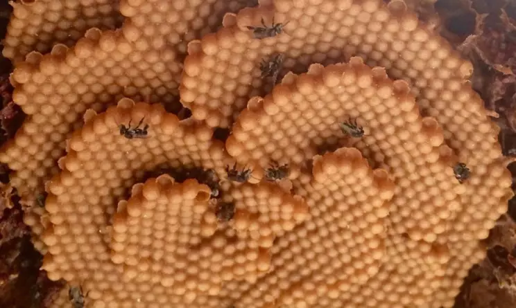 Las abejas australianas sin aguijón construyen impresionantes colmenas en espiral y nadie sabe muy bien por qué