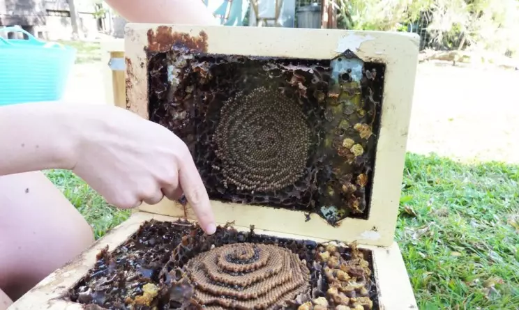 Las abejas australianas sin aguijón construyen impresionantes colmenas en espiral y nadie sabe muy bien por qué