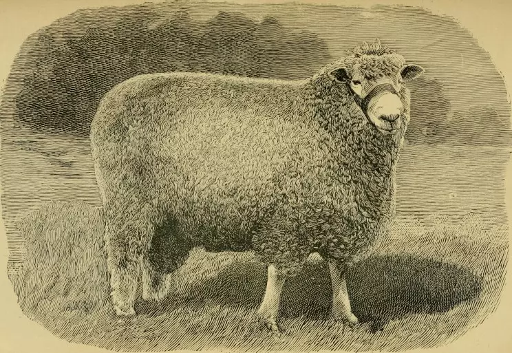 دانشمندان دانشگاه استنفورد اولین هیبرید انسان و گوسفند جهان را توسعه دادند