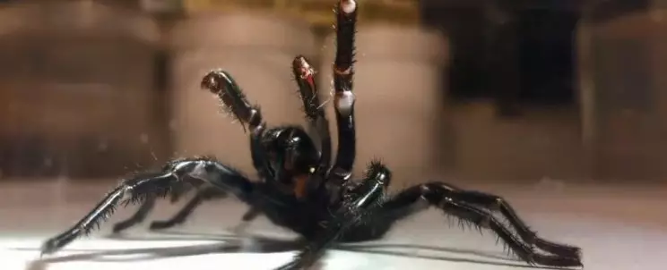 O que todos deben saber sobre a araña máis tóxica do mundo que foi capturada recentemente en Australia