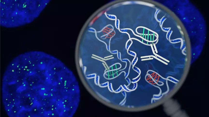 يكتشف الباحثون بنية جديدة للحمض النووي داخل الخلايا البشرية