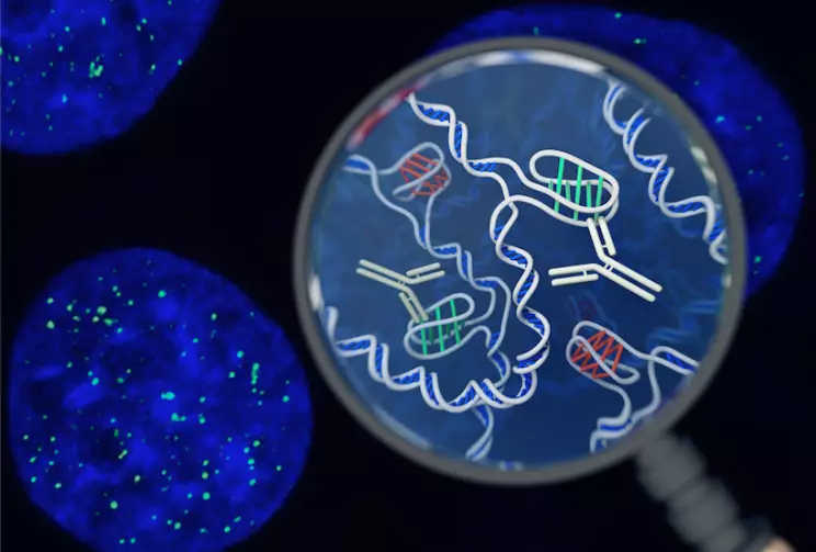 A kutatók új DNS-struktúrát fedeztek fel az emberi sejtekben