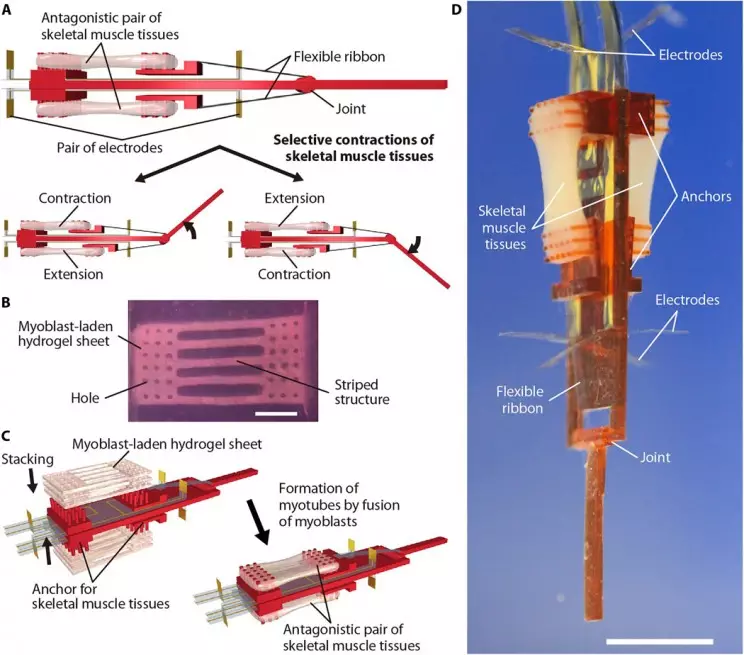 Sut mae Robot Bio Hybrid yn gweithio