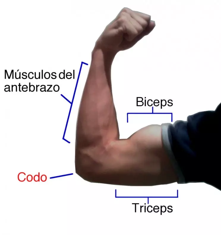 Biceps antagonis lan Triceps Biorobotics