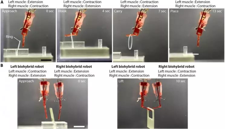 Ahoana ny fiasan'ny robot biohybrid, rantsantanana biorobotika