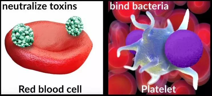 Nanobots Supersonic Powered Gunakake Trombosit lan sel getih abang kanggo ngresiki getih