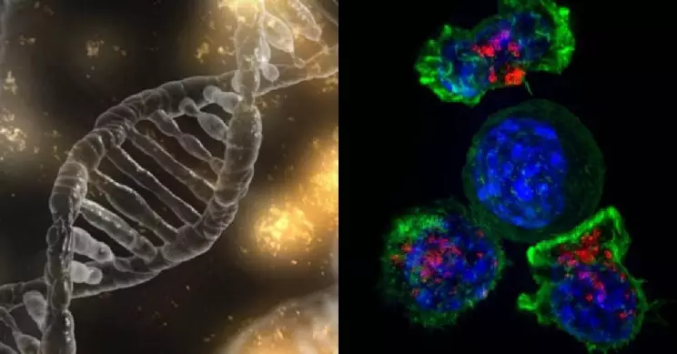 11 Ontwikkelings en ontdekkings in menslike biologie en medisyne oor die afgelope tien jaar