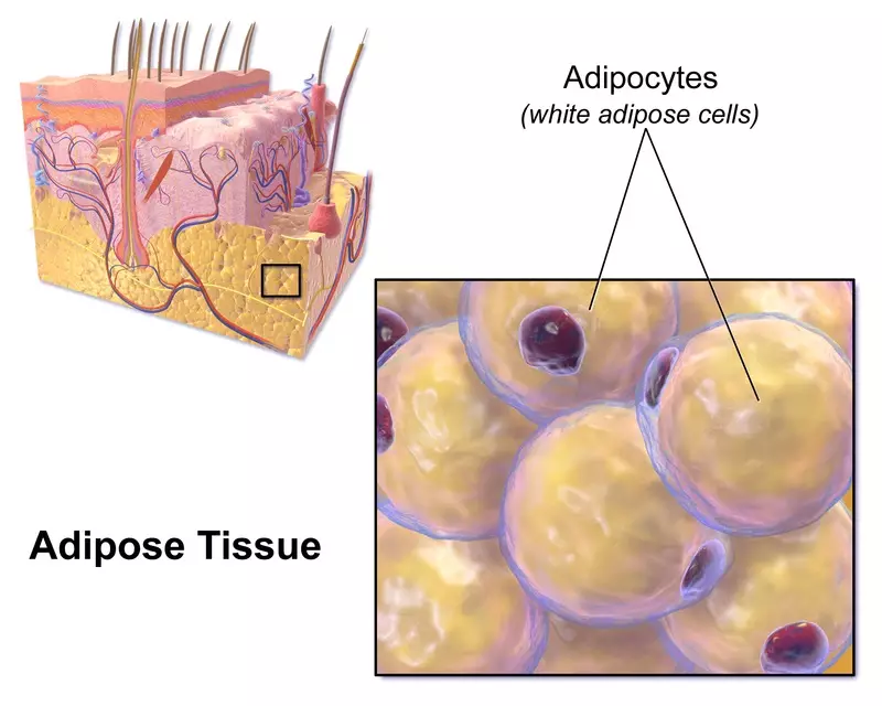 11 Ontwikkelings en ontdekkings in menslike biologie en medisyne oor die afgelope tien jaar