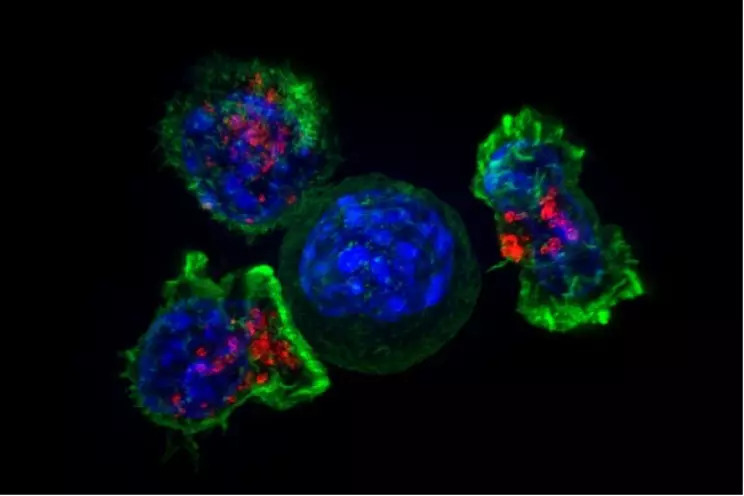 11 Ontwikkelings en ontdekkings in menslike biologie en medisyne oor die afgelope tien jaar