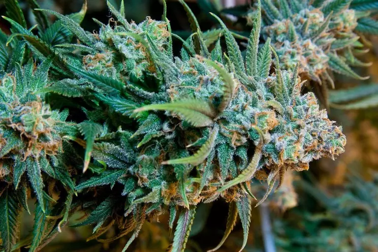 Administrasi Narkoba AS Nyatujuan Narkoba Berbasis Cannabis munggaran