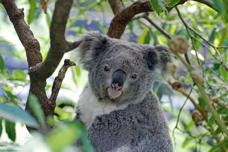 Koala genomi voisi pitää salaisuuden, kuinka pelastaa lajit sukupuuttoon