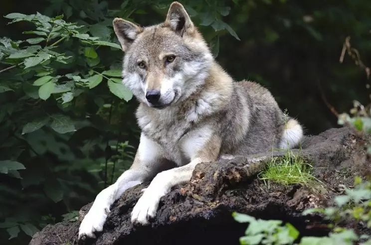 Asayansi Amatsata Lone Wolf Kuchoka ku Chernobyl's Radioactive Exclusion Zone