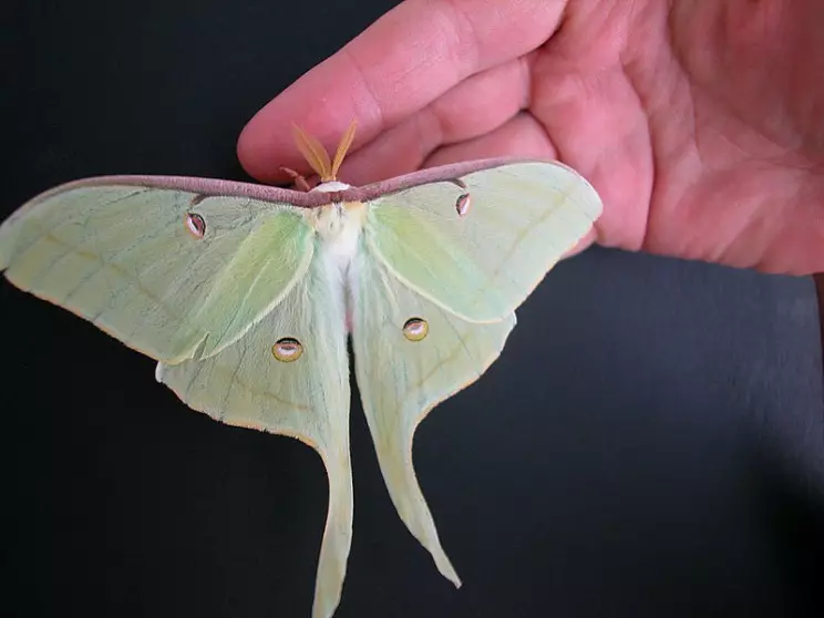 Mariposas têm suas caudas chamativas para desviar morcegos