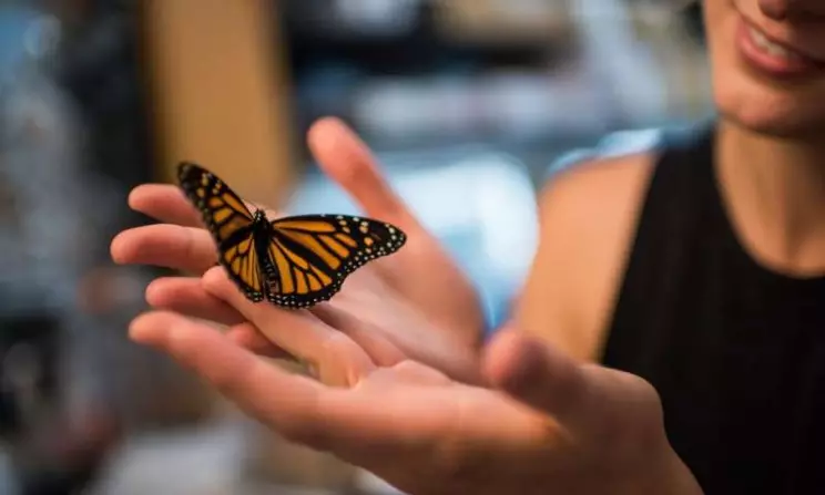 Ang Pagtaas sa Mga Level sa Carbon Dioxide Nagpameligro sa Pangunang Tinubdan sa Panginabuhi sa Monarch Butterflies