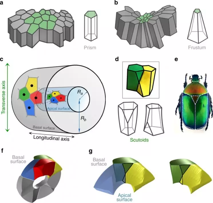 Neue geometrische Form als effiziente Zellspeicherung in der Natur entdeckt