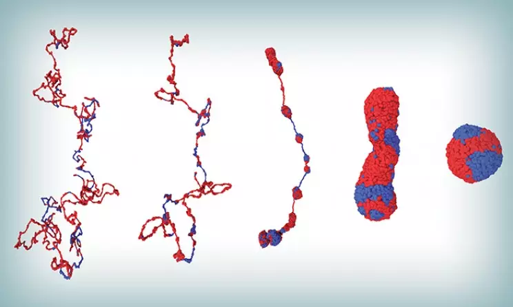 Ndị ọkà mmụta sayensị na-esepụta mmegharị chromosome maka oge mbụ, na-atụgharị na ọ dị ka ballet