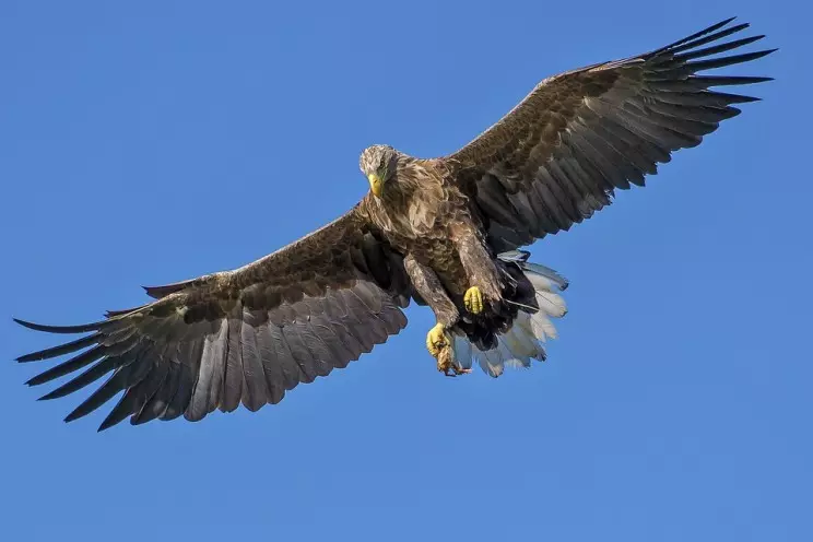 Eagles ak pis enspire nouvo materyèl ak yon priz sere