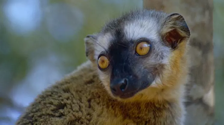 IiLemurs ezinoMphambili oBomvu ziSebenzisa iiMillipedes ezityumkileyo ukuthomalalisa iiAnuses ezichatshazelwe yiThreadworm