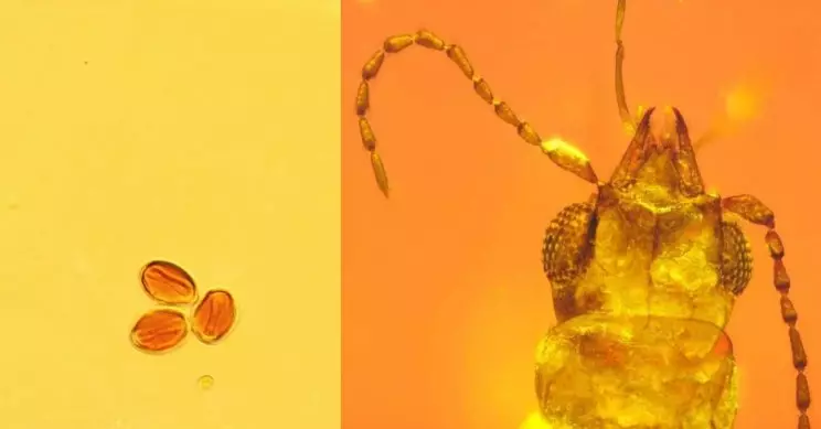 99-милионен бръмбар, намерен запазен в кехлибар, пази тайните на вечнозелените цикади