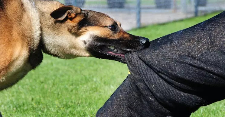 Este cão de realidade virtual pode salvar pessoas de mordidas de cachorro