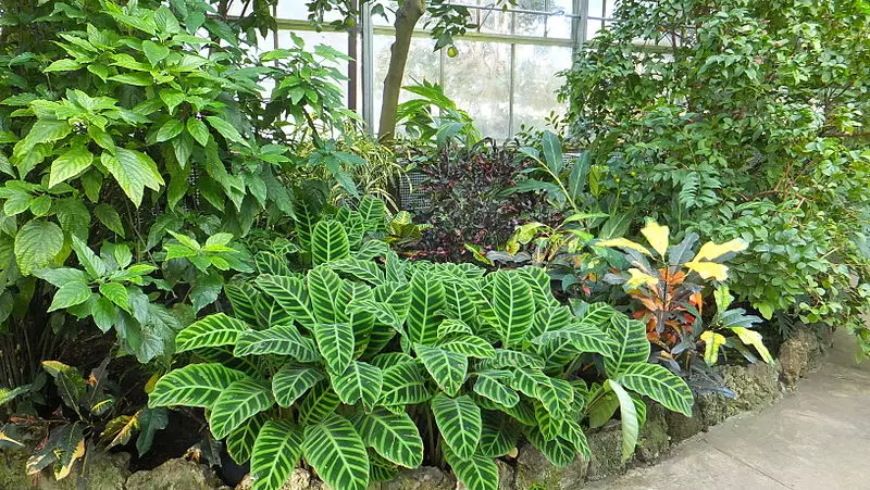 800px-Plants_Conservatory