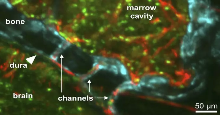 Mokslininkai atskleidžia slaptus tunelius tarp smegenų ir kaukolės