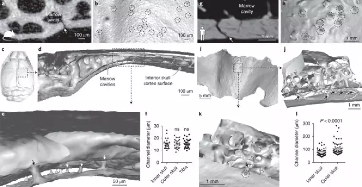 Ученые раскрыли тайные туннели между мозгом и черепом