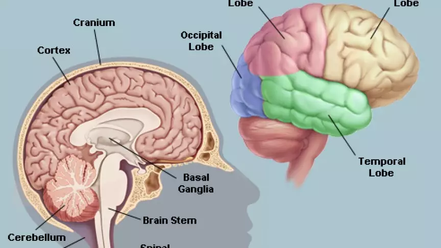 L'impianto cerebrale DARPA potrebbe aiutare a ripristinare i ricordi perduti