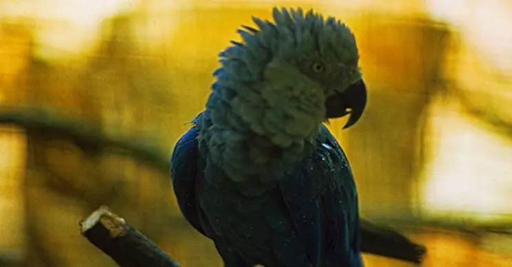 Black Spix's Macaw ku Fîlma 'Rio' îlhama xwe girtibû ku li çolê winda bû