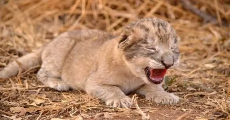 Dünyanın İlk Aslan Yavruları Suni Tohumlama İle Doğdu