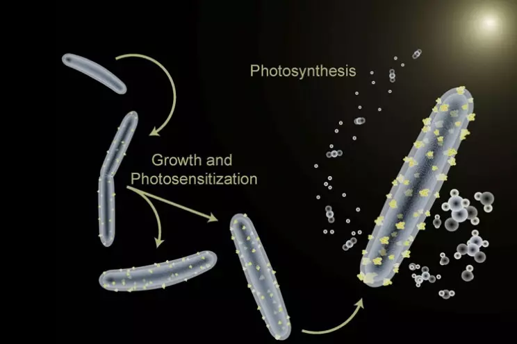 UC Berkeley kosmos kostyumu hibrid bakteriya mikrobu