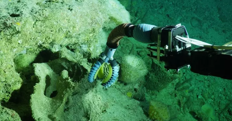 Acest braț robotic moale permite explorarea delicată a vieții marine fără niciun rău