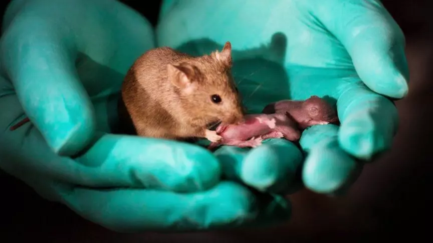 Tikus Sehat Lahir dari Orang Tua Sesama Jenis Untuk Pertama Kalinya
