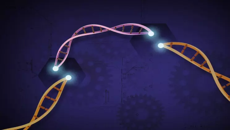 Els investigadors craquen l'enginyeria genètica a l'espai tridimensional