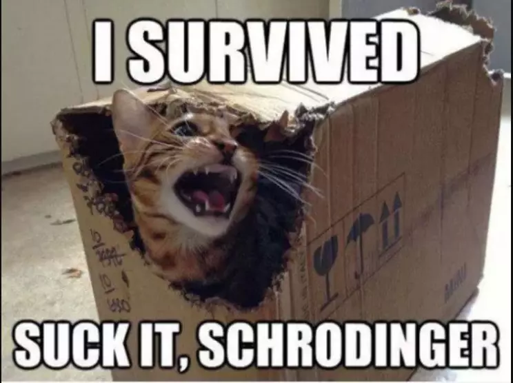 vtipné memy o vedeckých životoch mačiek