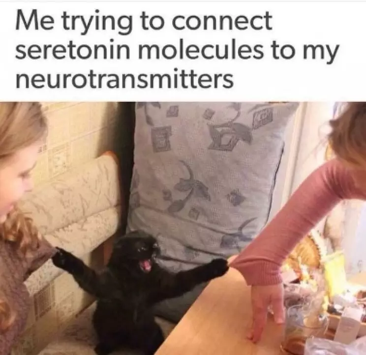 memes divertits sobre la serotonina científica