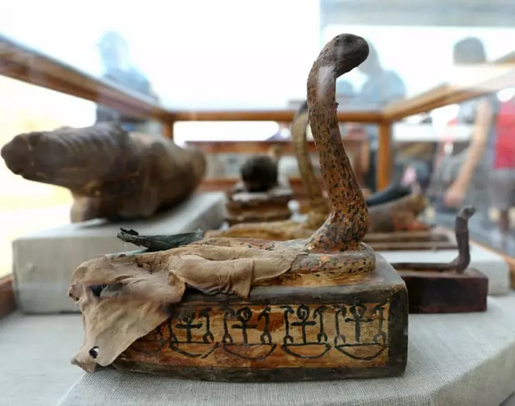 kobra egipska mumia