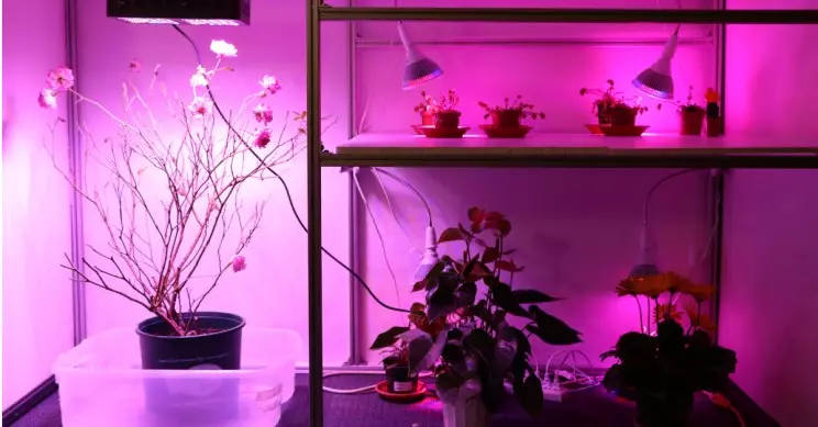 MIT-i teadlased töötavad välja küborgi toataime, mis läheb pärast valgust