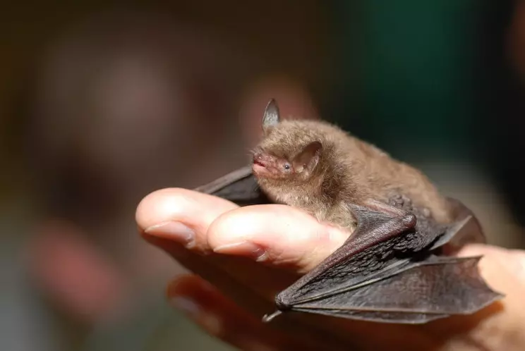 Pe'a Myotis