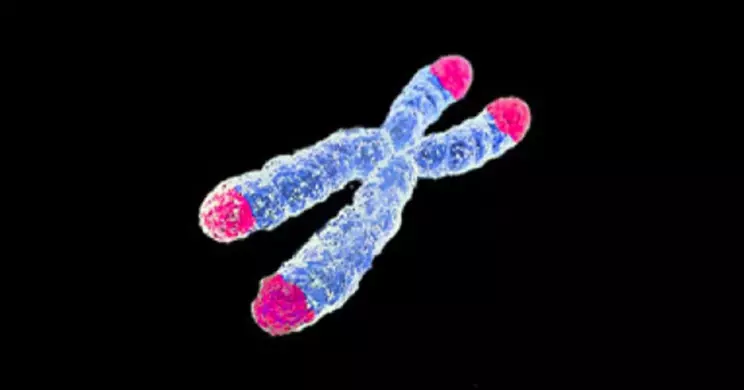 Telomere