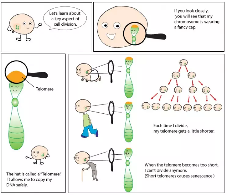 Telomeres ma le matua