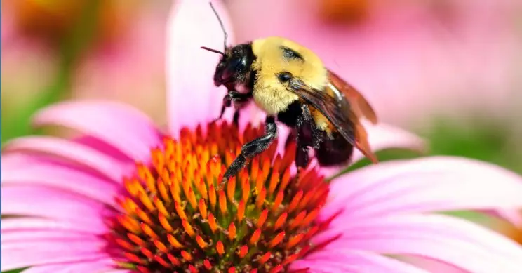 A vacina das abelhas salva a doce vida