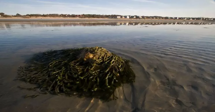 Seaweed Se Kokoro Si Awọn Tissu Titẹ-3D