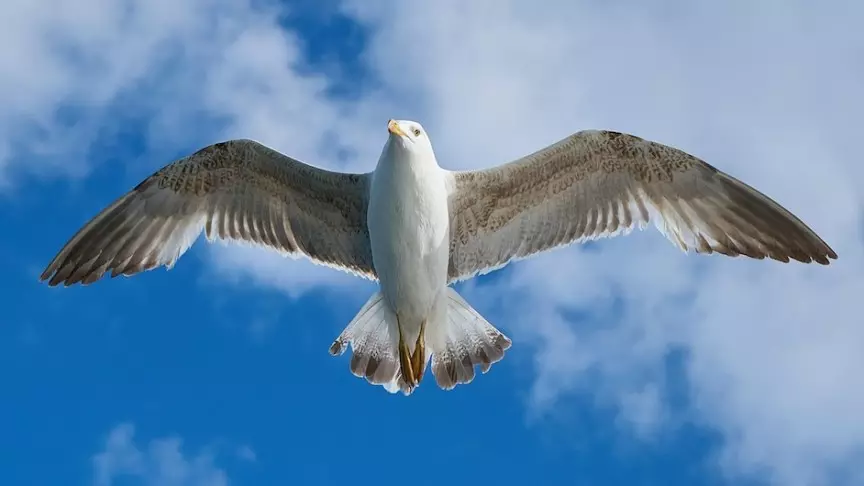 Biomimicry: Τα πουλιά του γλάρου θα μπορούσαν να βοηθήσουν να εμπνεύσουν τον καλύτερο σχεδιασμό αεροπλάνων