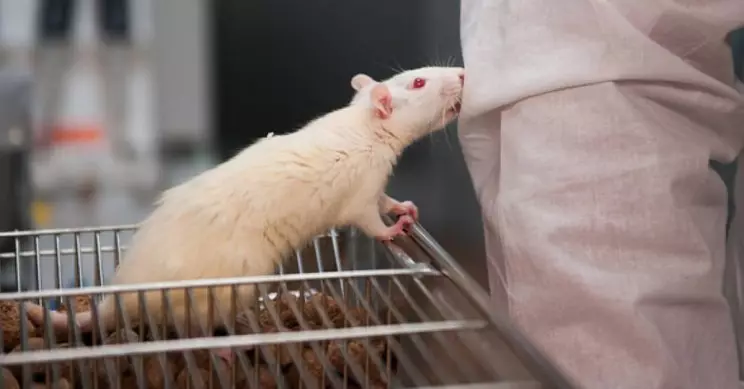Θεραπεία ελαφρού υβριδικού μορίου σταματά την ανάπτυξη του όγκου σε ποντίκια