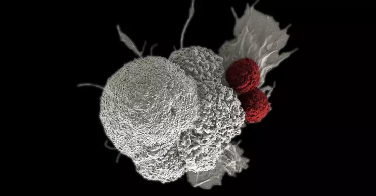 Nové nanočástice reaktivují T-buňky bojující proti rakovině, které se vypínají nádory