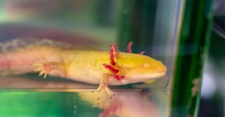 Gli scienziati scoprono che il genoma della salamandra può contenere la chiave per la rigenerazione umana