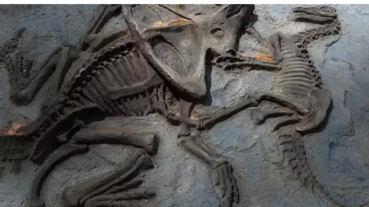 Zientzialariek dinosauroen misterio zaharrenetako bat argitu izana agian