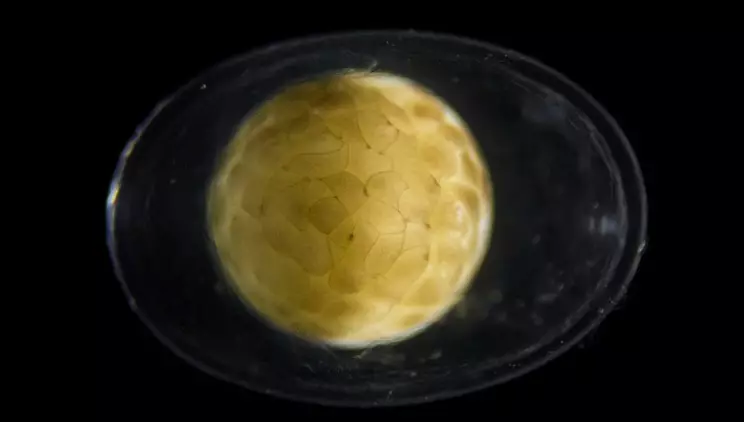 Becoming: Nézze meg, hogyan nő ki a gőte egyetlen sejtből 6 perc alatt