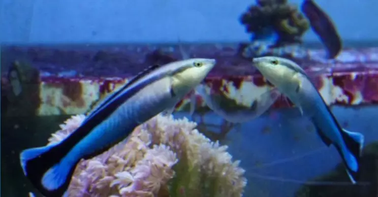Ryby są w stanie rozpoznać siebie patrząc w lustro, znajdują nowe badania